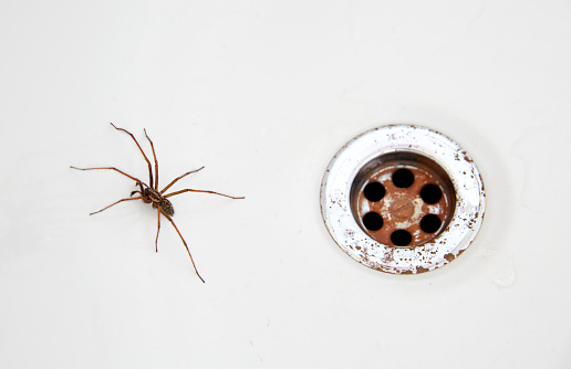 Spider season is upon us: how to keep your home a spider-free zone