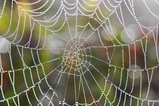 Spider season is upon us: how to keep your home a spider-free zone