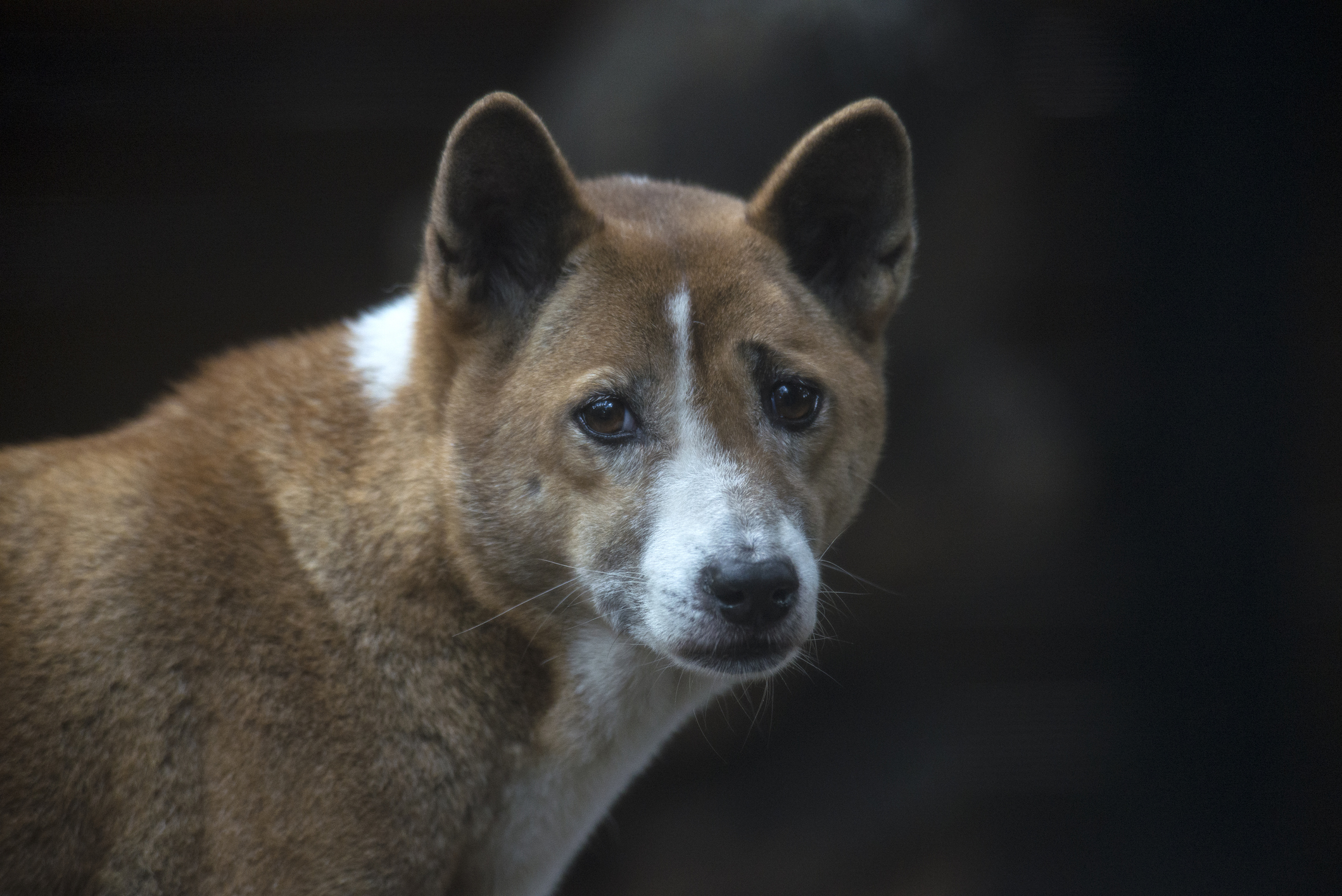 What is a New Guinea singing dog and how did it ‘return’ from extinction?