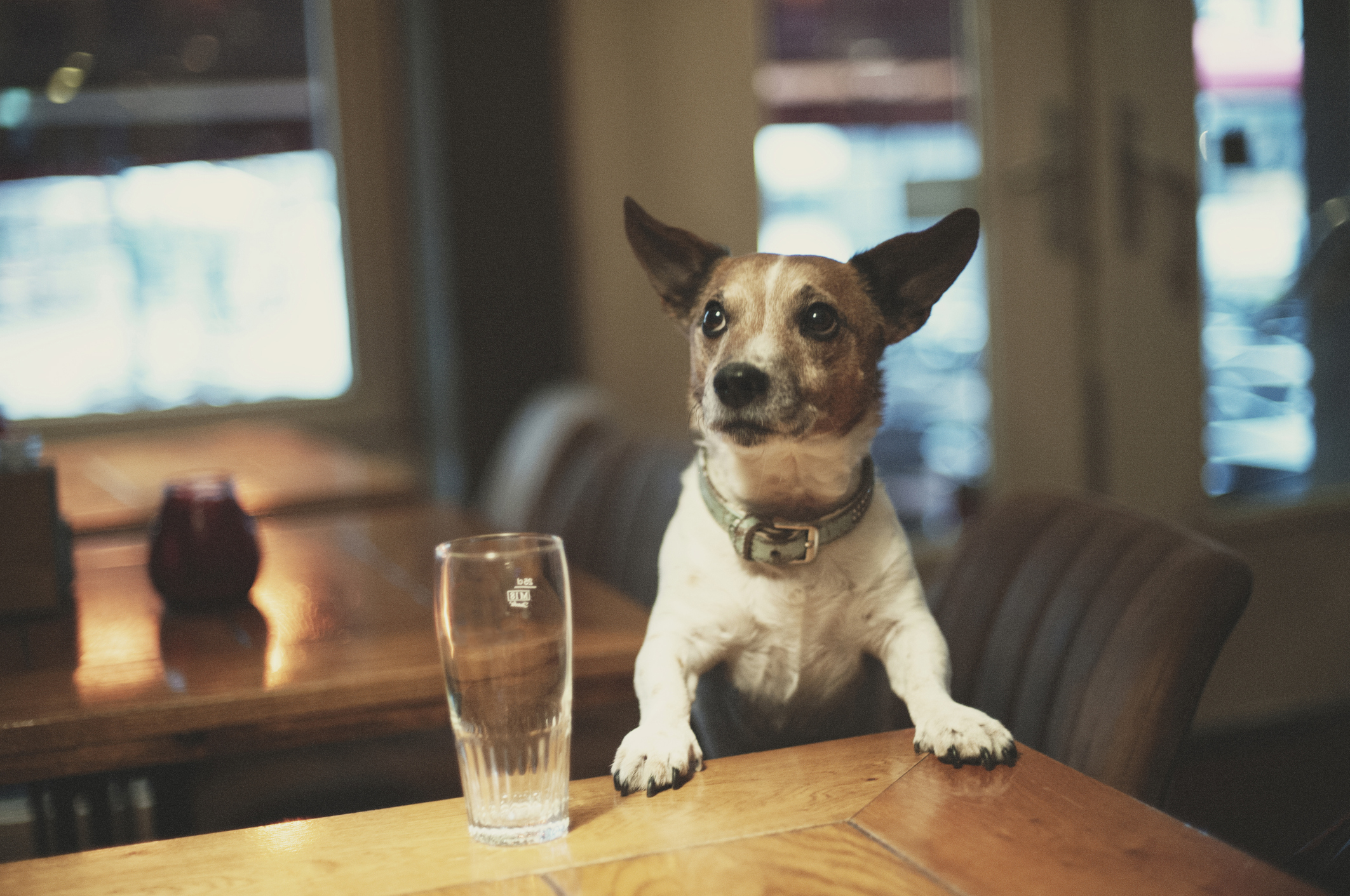 Where to buy ‘doggie beer’: Which canine brews are available online?