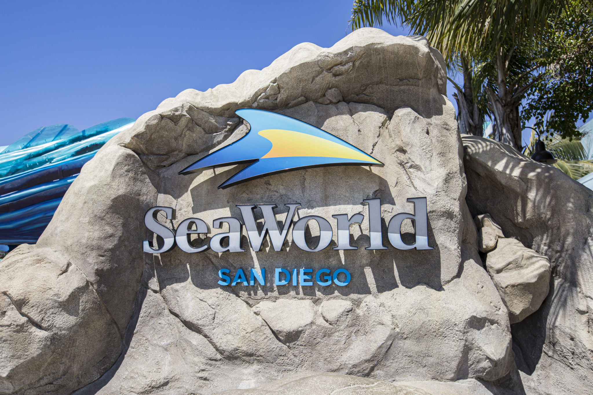 Tragic story of Kandu the killer whale who died in front of horrified crowd