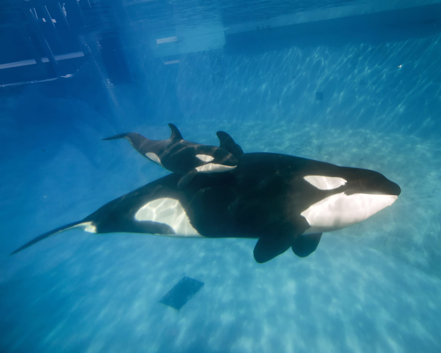 Tragic story of Kandu the killer whale who died in front of horrified crowd