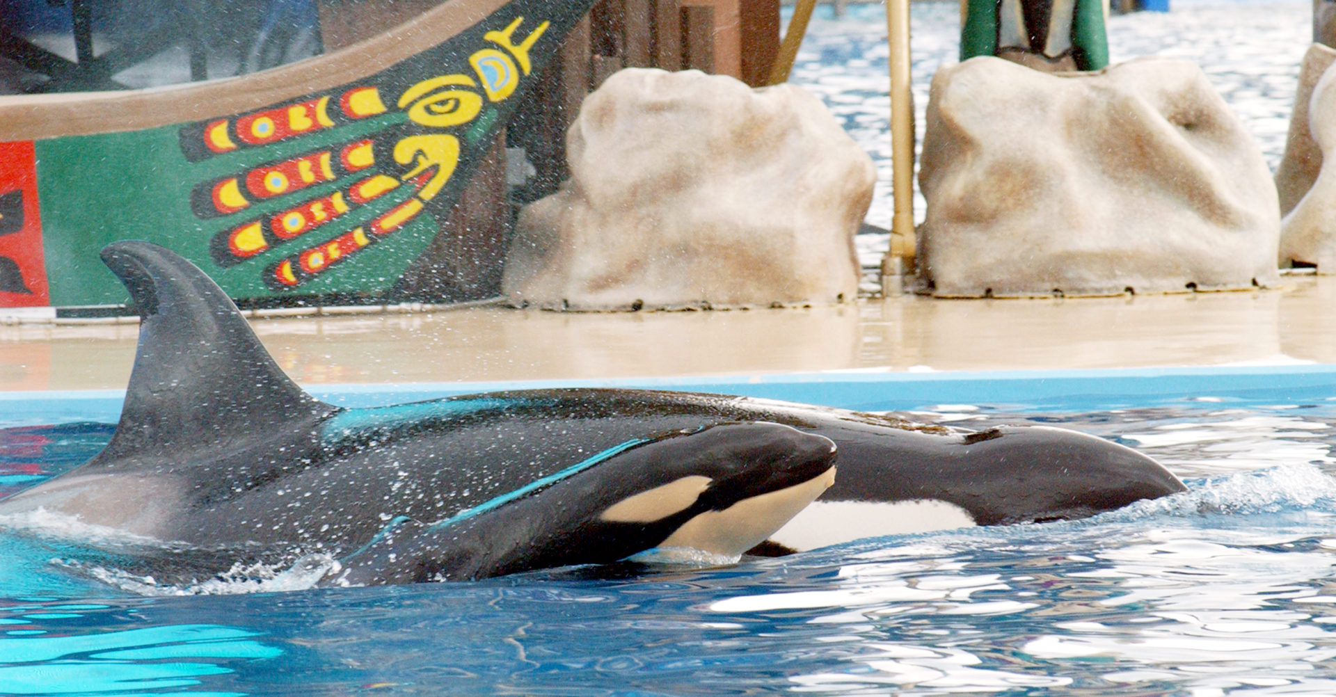SeaWorld trainer was pulled underwater by orca in 10-minute terrifying ...