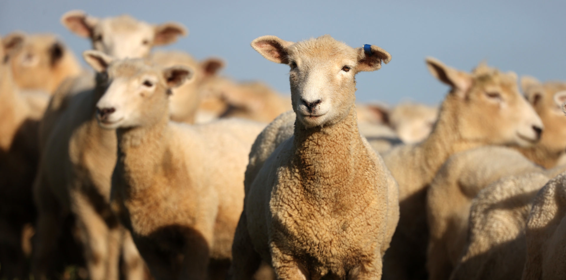 What does a lamb tattoo mean? Sheepish ink trends on TikTok