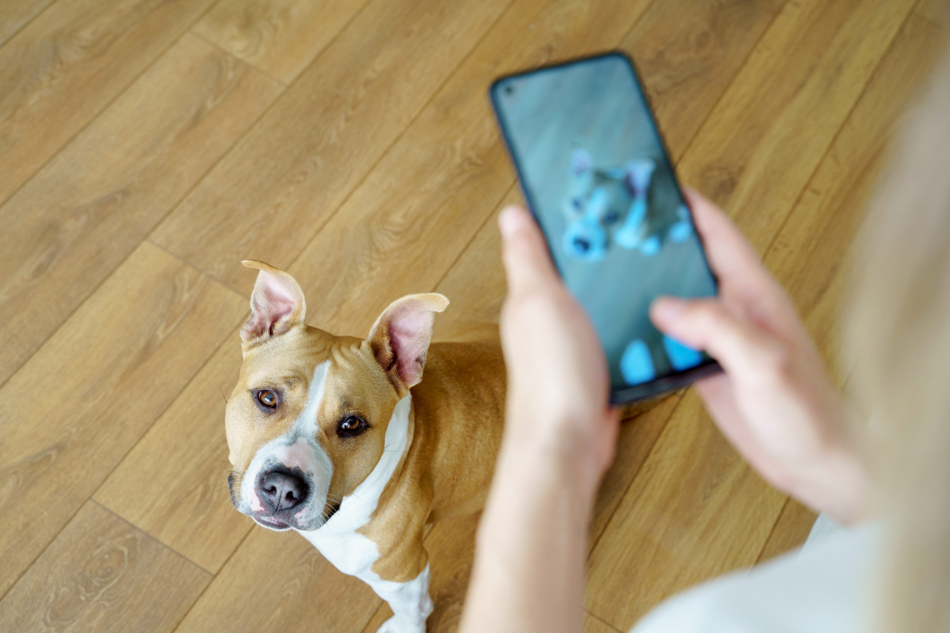 7 cutest videos of dogs acting exactly like humans in 2023