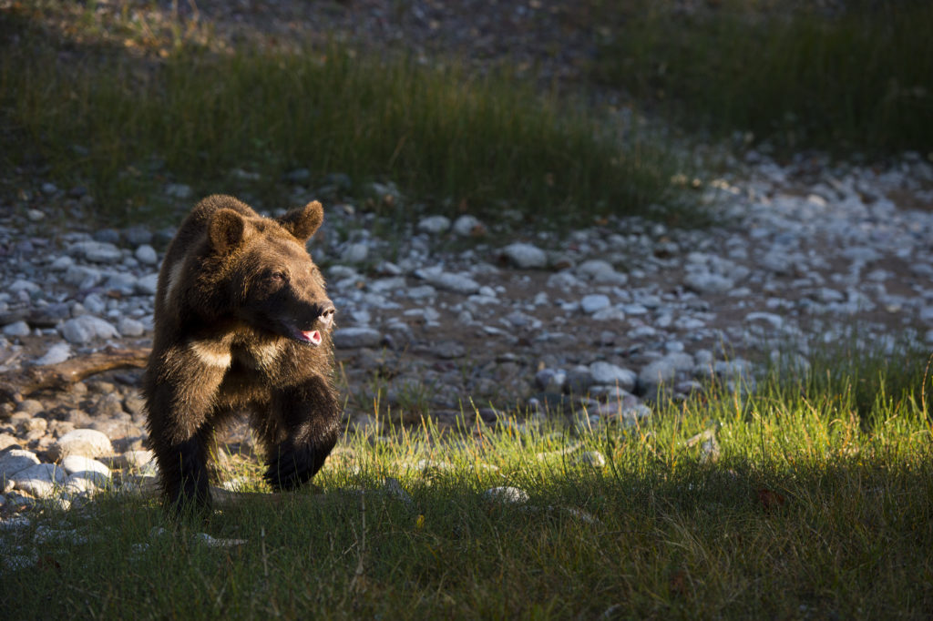 Man tells grizzly bear 'stalking him' to back off in a surprisingly ...