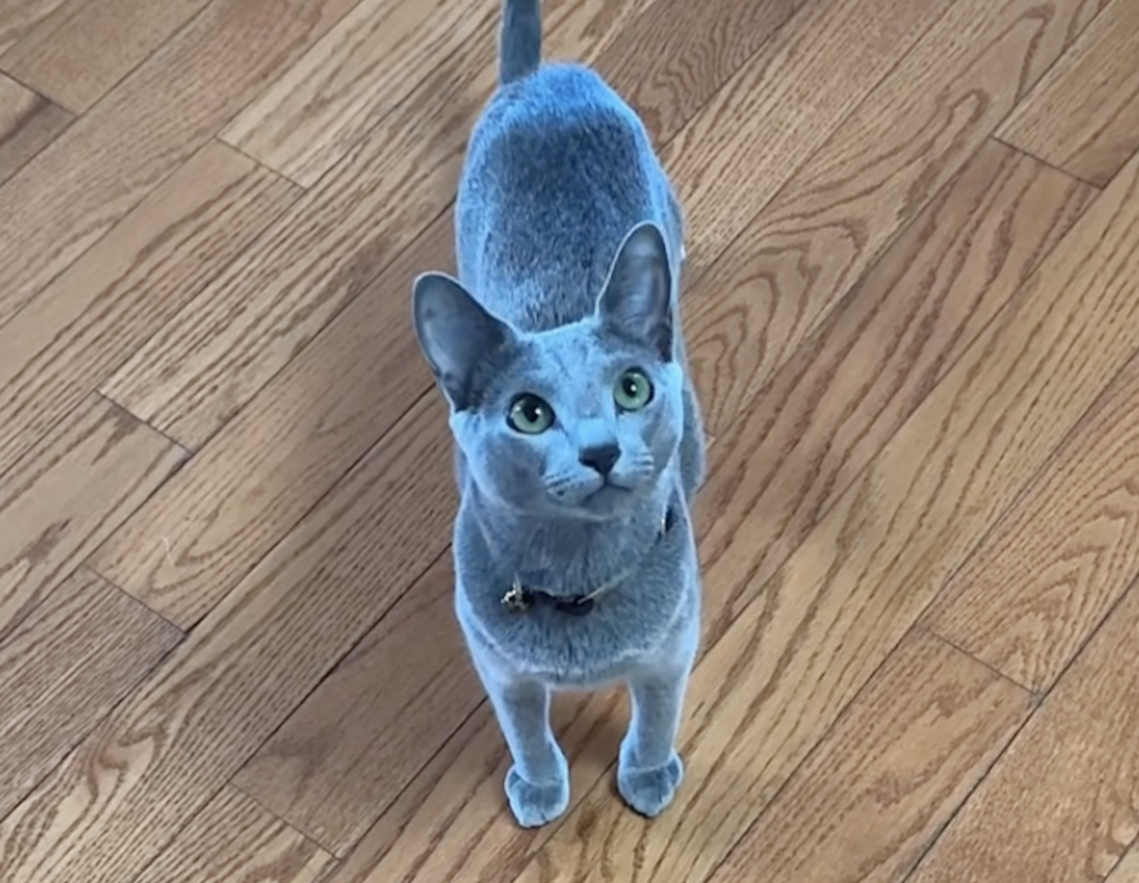 Majestic blue cat that looks like a 'hologram' is so 'surreal'