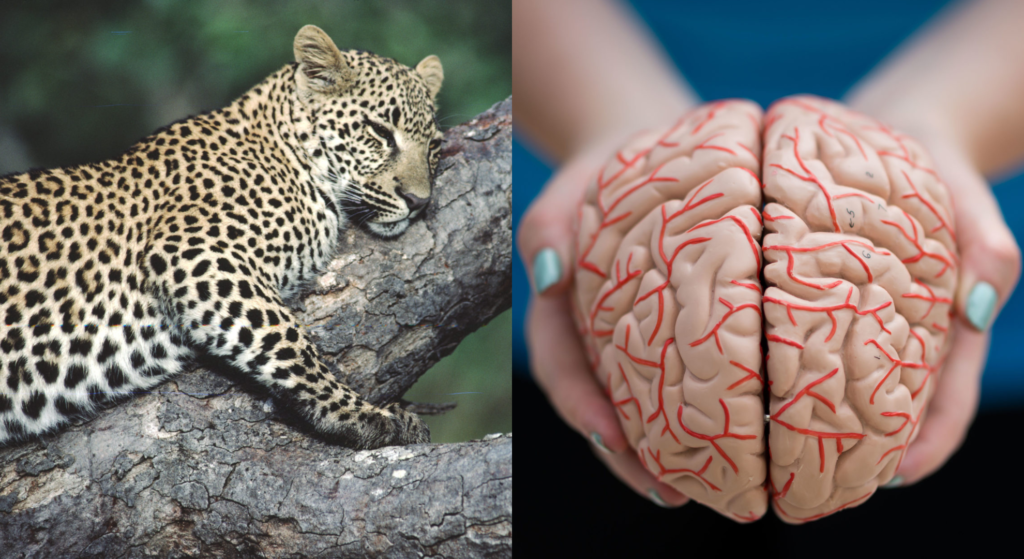 Scientists use ‘brain decoding’ and AI to create the first ever image ...