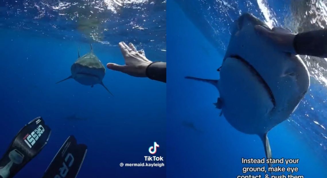 Swimmer handles shark chasing her with one simple maneuver in ...
