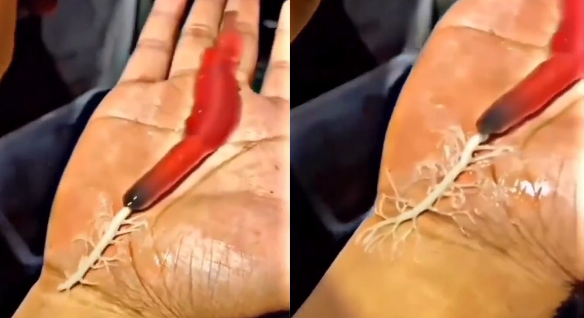 'Nightmare' video captures how 'alien-like' ribbon worm spits out insides as it moves