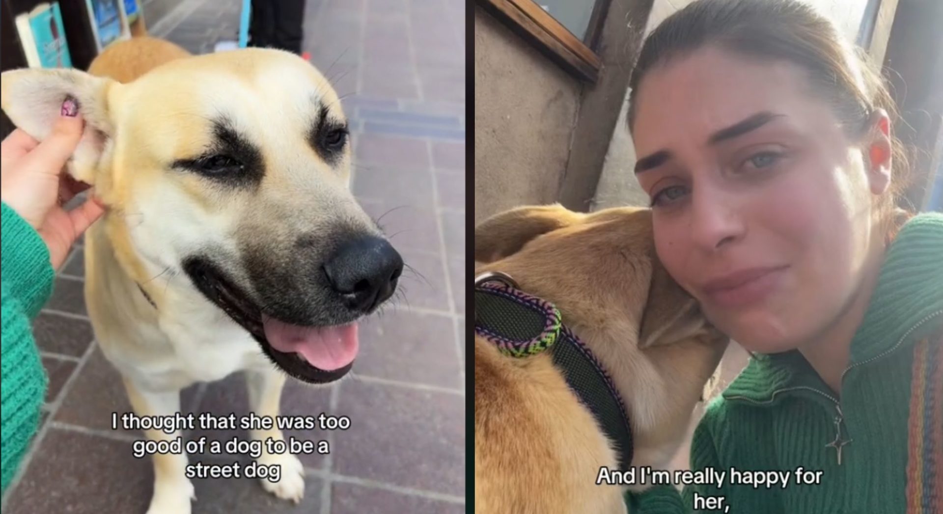 Woman left tearful after newly rescued dog is spotted by original owner ...