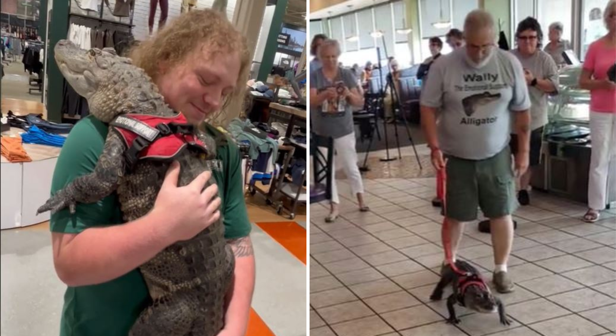Wally the alligator is TikTok's favorite 'licensed emotional support ...
