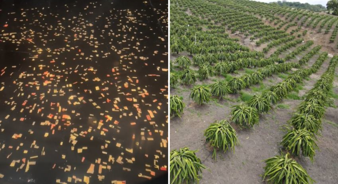 Dragon fruit farms in Southeast Asia turn into 'glowing confetti' at night