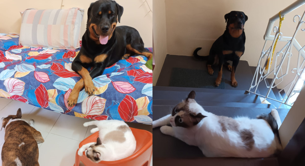 My pet cat grew up with two dogs so here are five myths you don't need ...