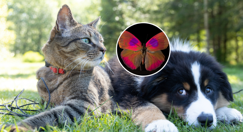 Incredible new camera recreates how animals see the world with 92% accuracy