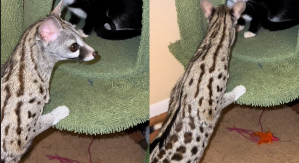 What is a 'Mongoose Lemur Cat'? Woman's wild pet collection leaves ...