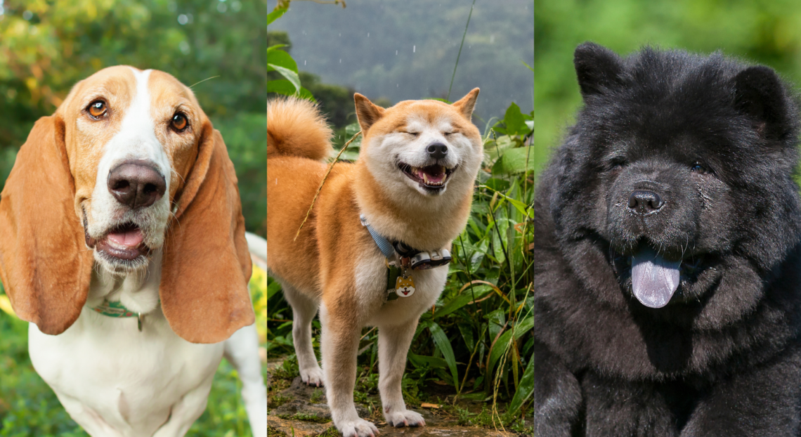 7 of the most independent dog breeds, according to experts