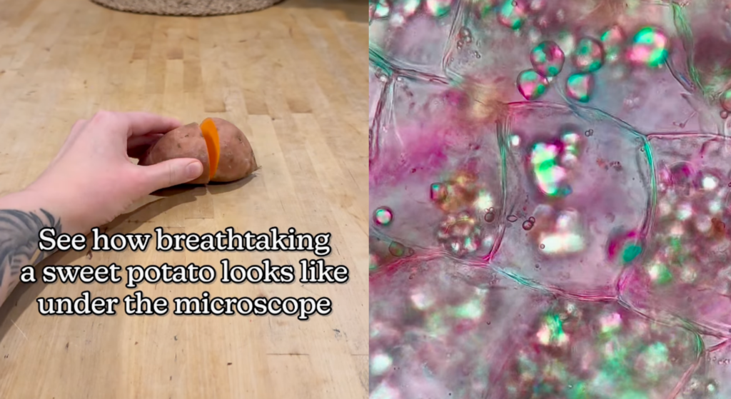 Place a sweet potato under a microscope and the 'stunning' galaxy of ...