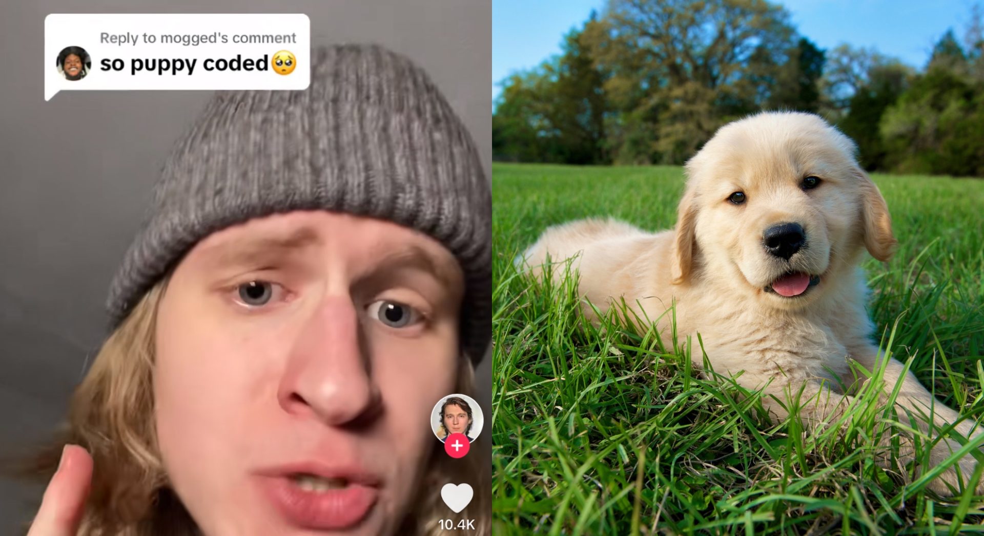 Meaning of 'Puppy Coded' explained as personality type goes viral