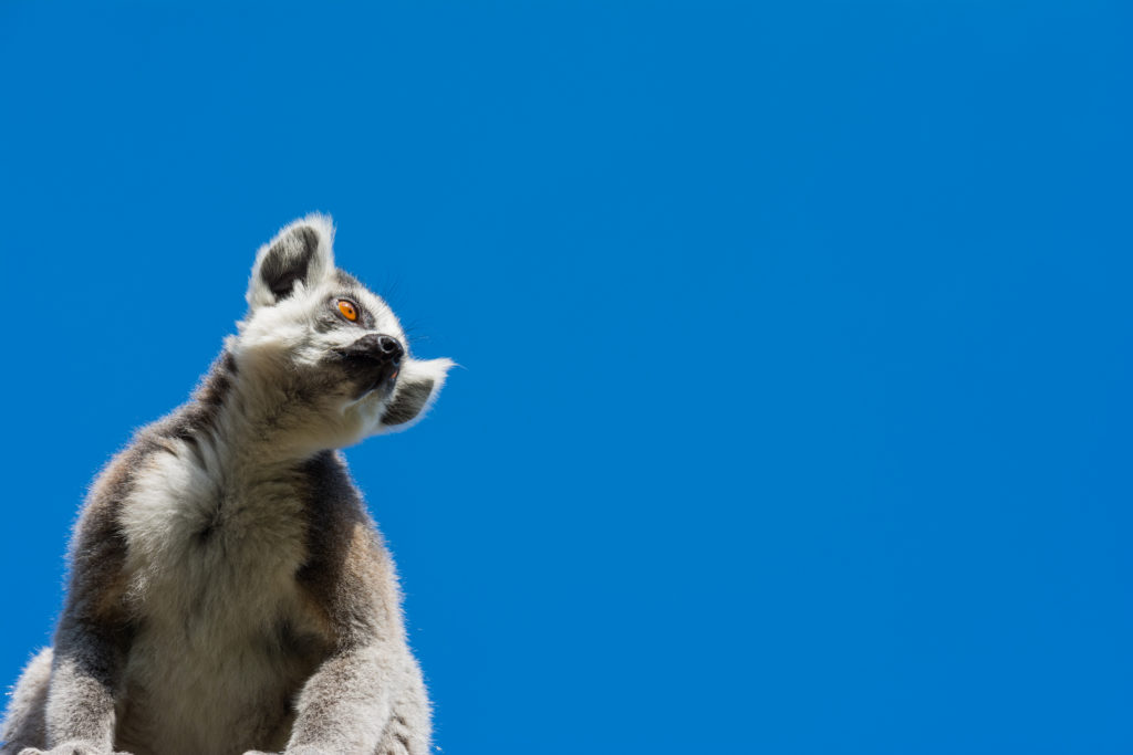 What is a 'Mongoose Lemur Cat'? Woman's wild pet collection leaves ...