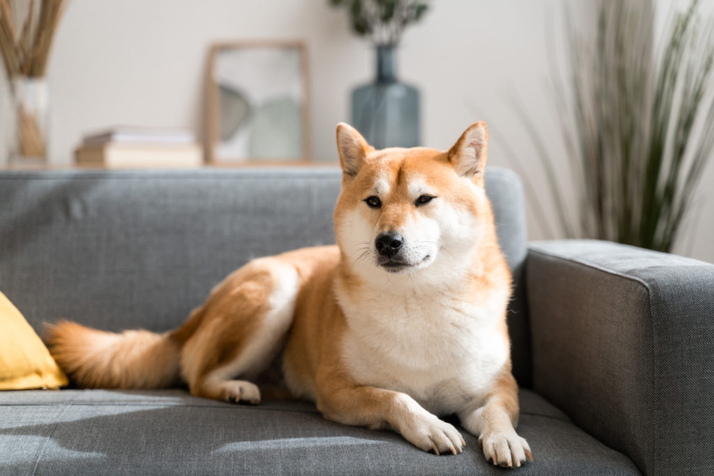 7 of the most independent dog breeds, according to experts