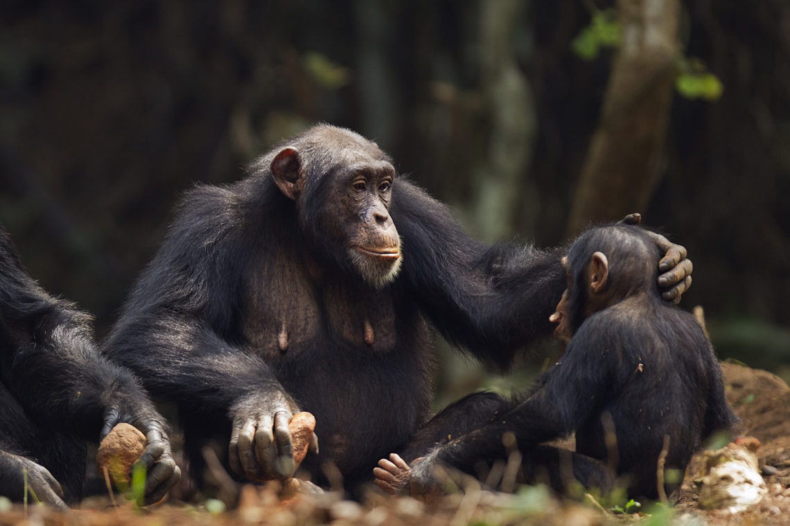 Scientists find that apes can remember long-lost friends despite ...