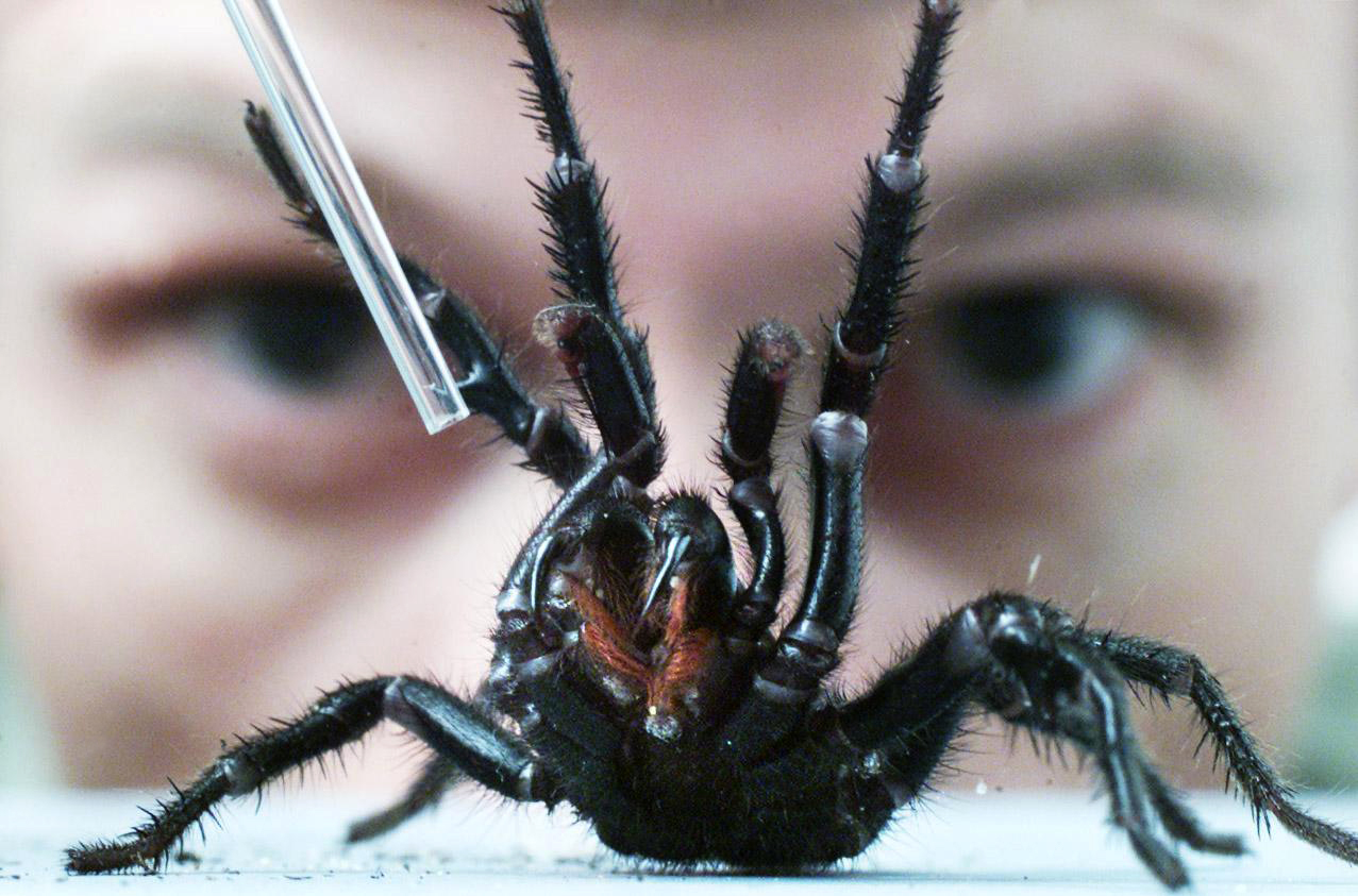 Funnel-web spider called ‘Hercules’ breaks record as biggest ever recorded
