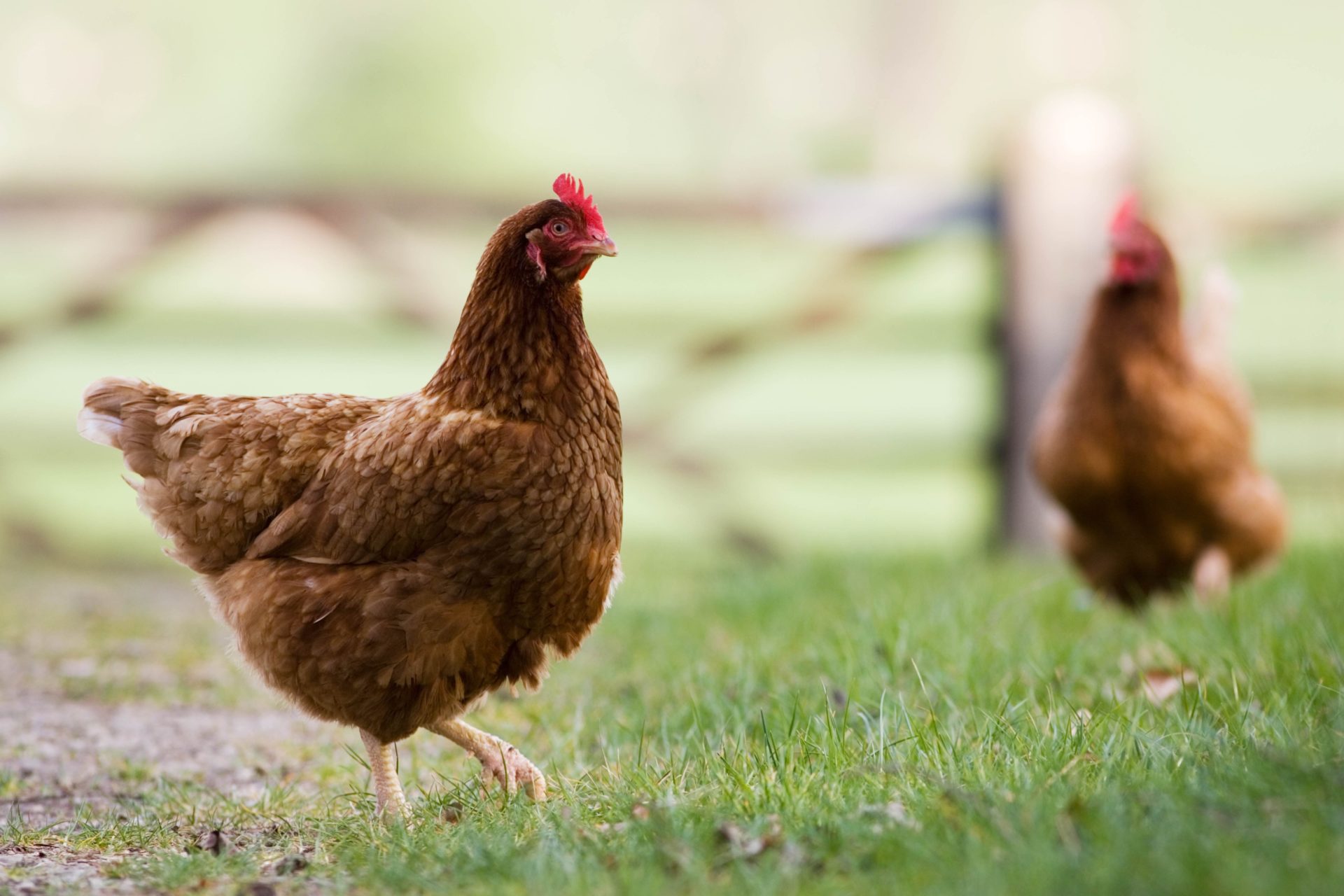 Scientists can now tell if a chicken is happy or sad based on its cluck ...