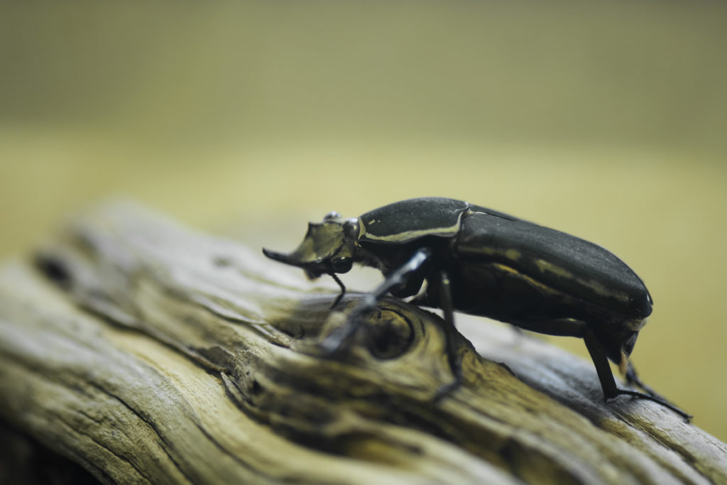 Frisky beetles revealed to mate every 48 hours in new study