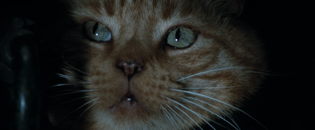 9 of the most iconic cats in Hollywood history