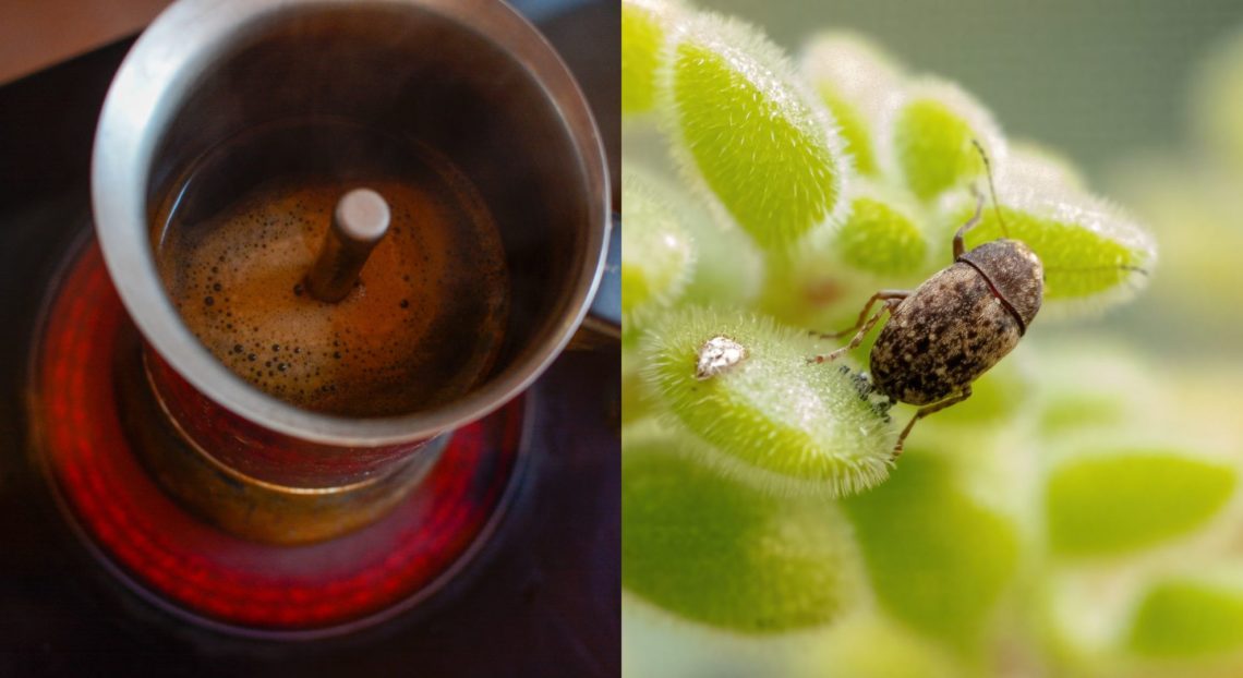 Why there might be insects inside your morning cup of coffee