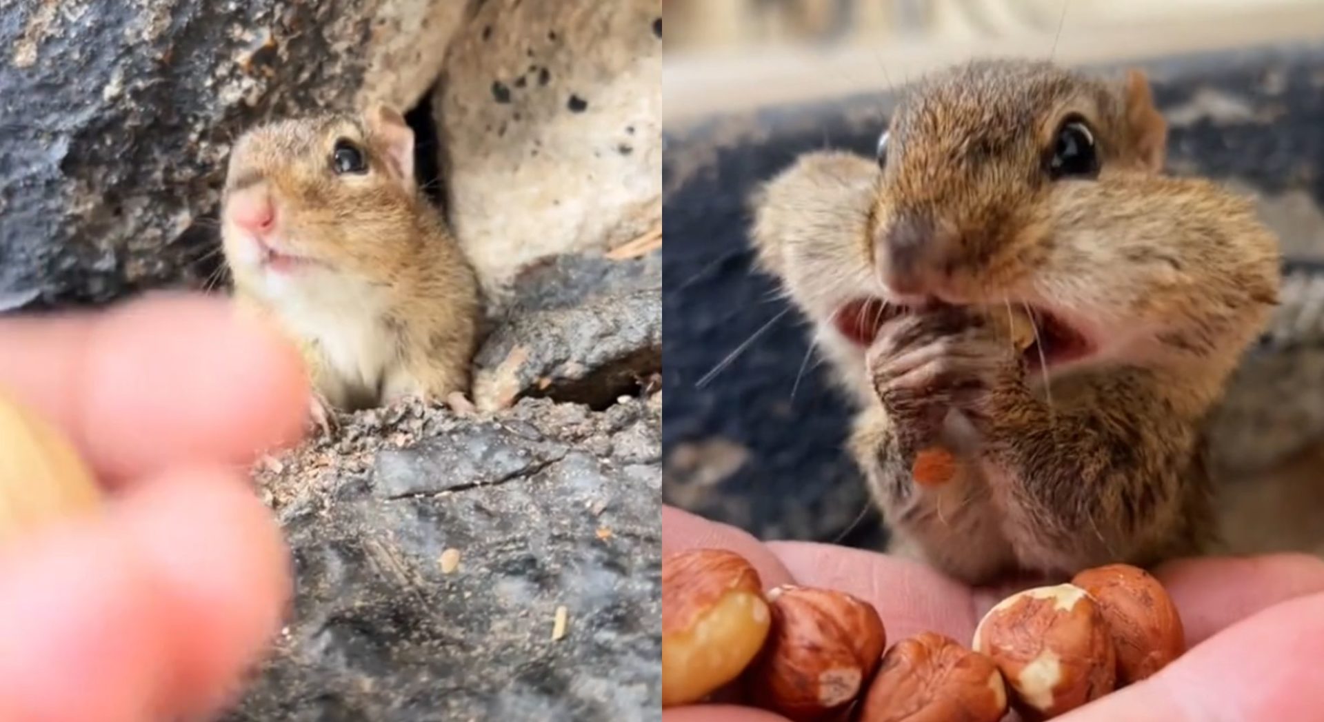 Adorable chipmunk scurries out of hibernation to feed from his 'owners ...