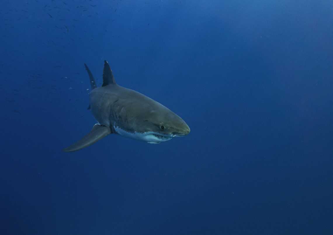 Scientists realize infamous 'giant shark' Megalodon is nothing like ...