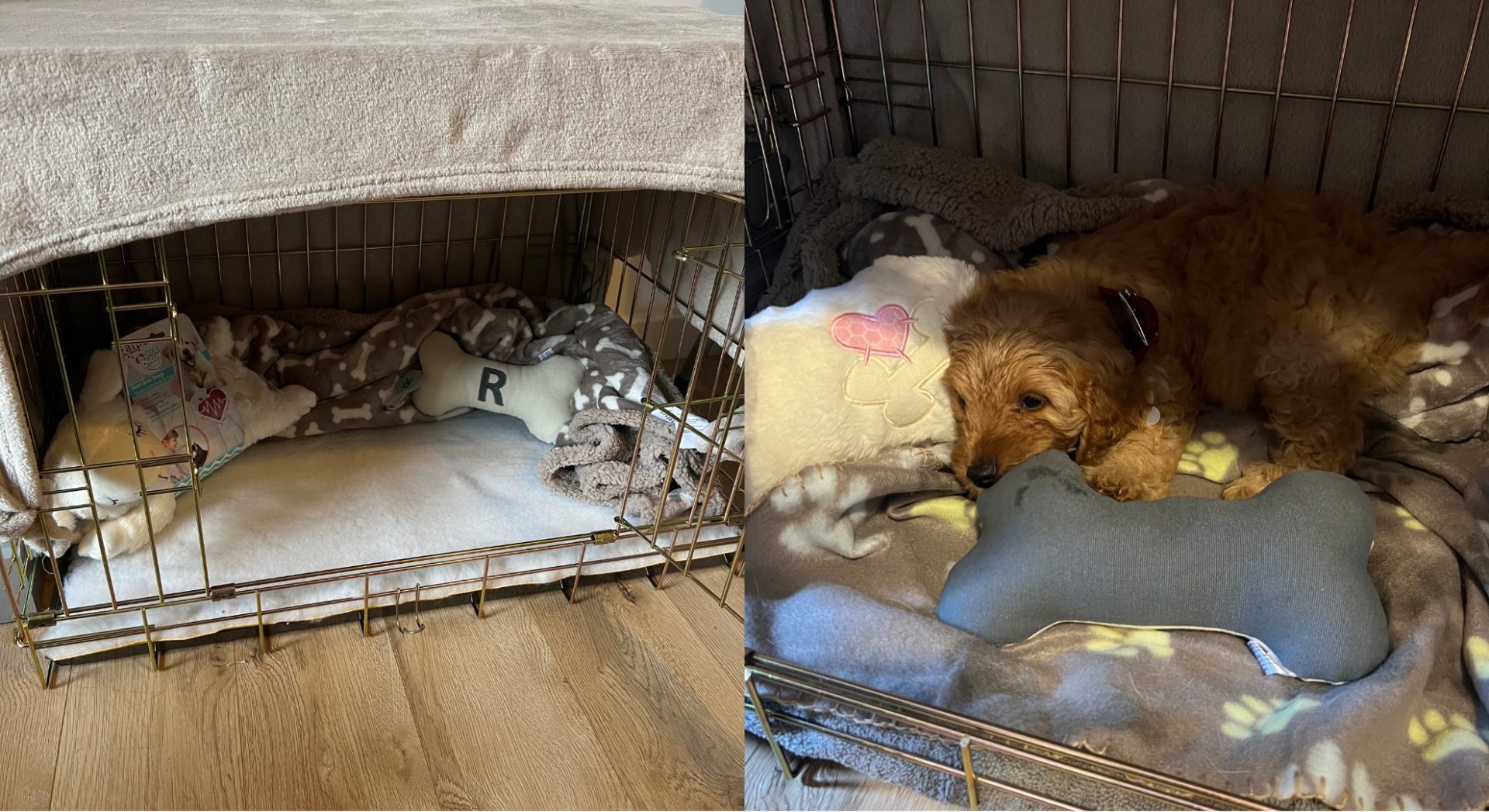 I crate trained my puppy, and here's why I recommend it