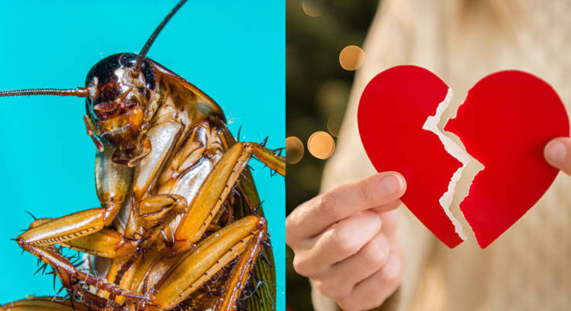 Name a cockroach after your ex for $10 this Valentine's Day to squash ...