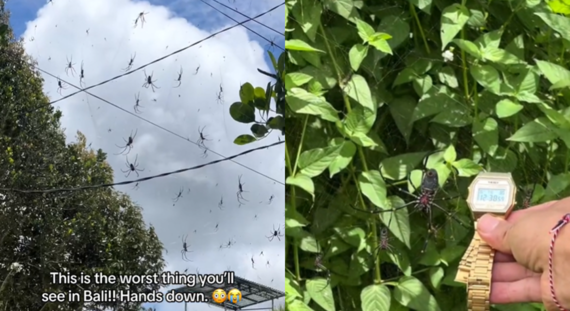 Bali street covered with huge dangling spiders will make you think ...