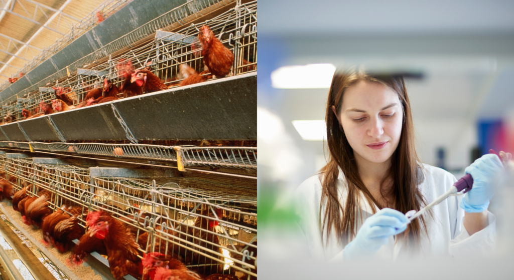 Tech expert shares opinion after trying chicken-like meat grown in a lab