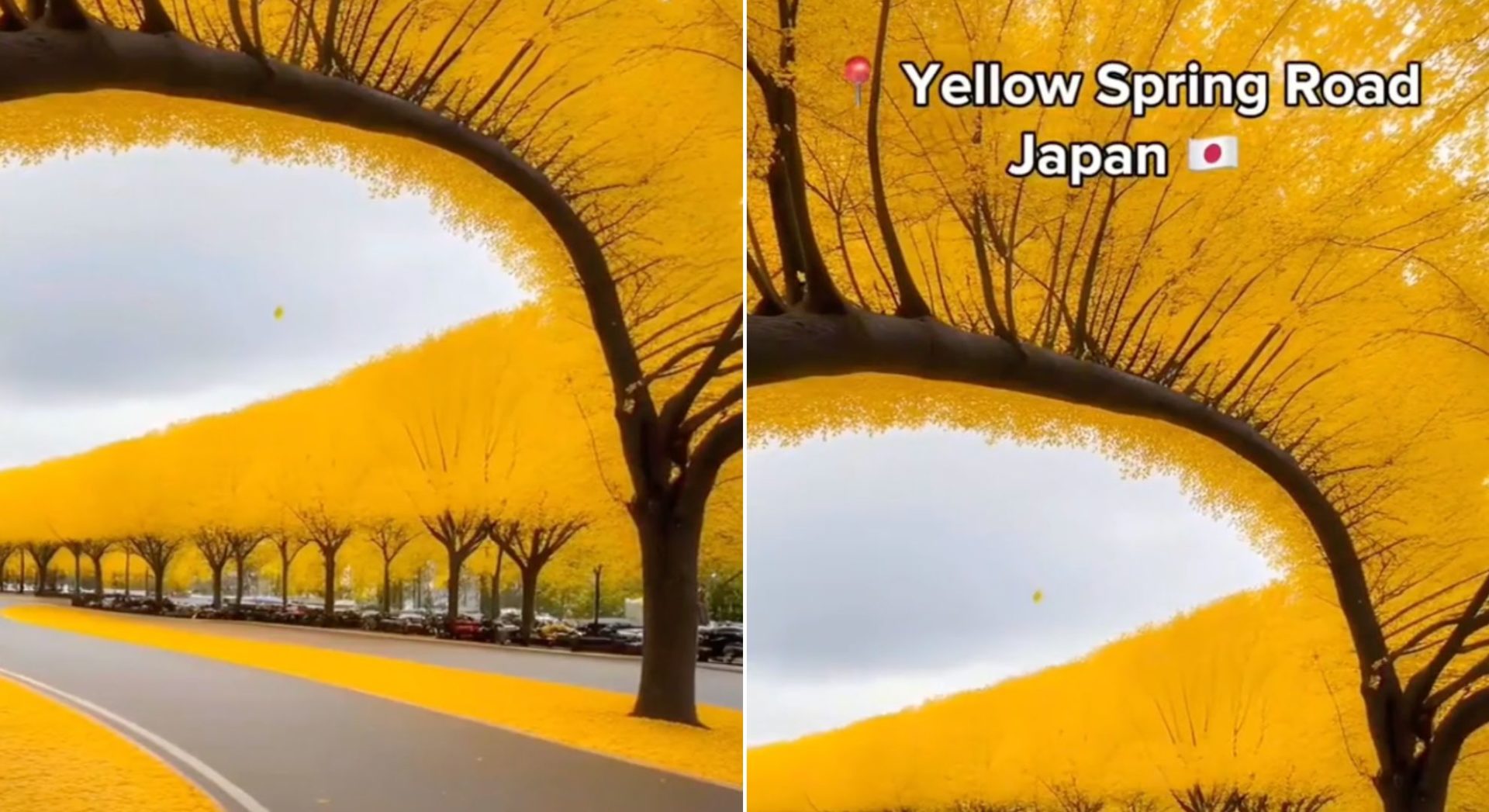Japan's 'Yellow Spring Road' is so beautiful it 'doesn't feel real'