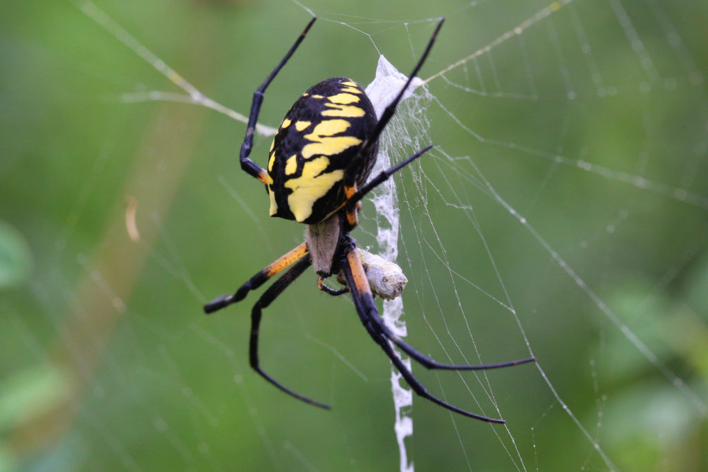 Spiders with 6-foot webs could take over US cities, experts warn