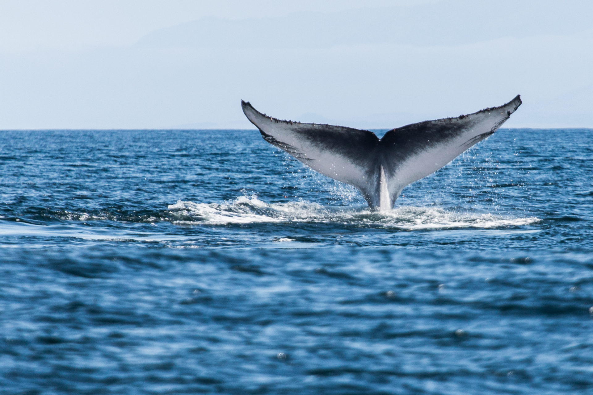 Study finds Blue Whales are mating with sea creatures 85 tons lighter ...