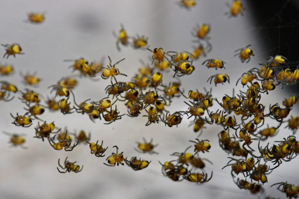 Bali street covered with huge dangling spiders will make you think ...