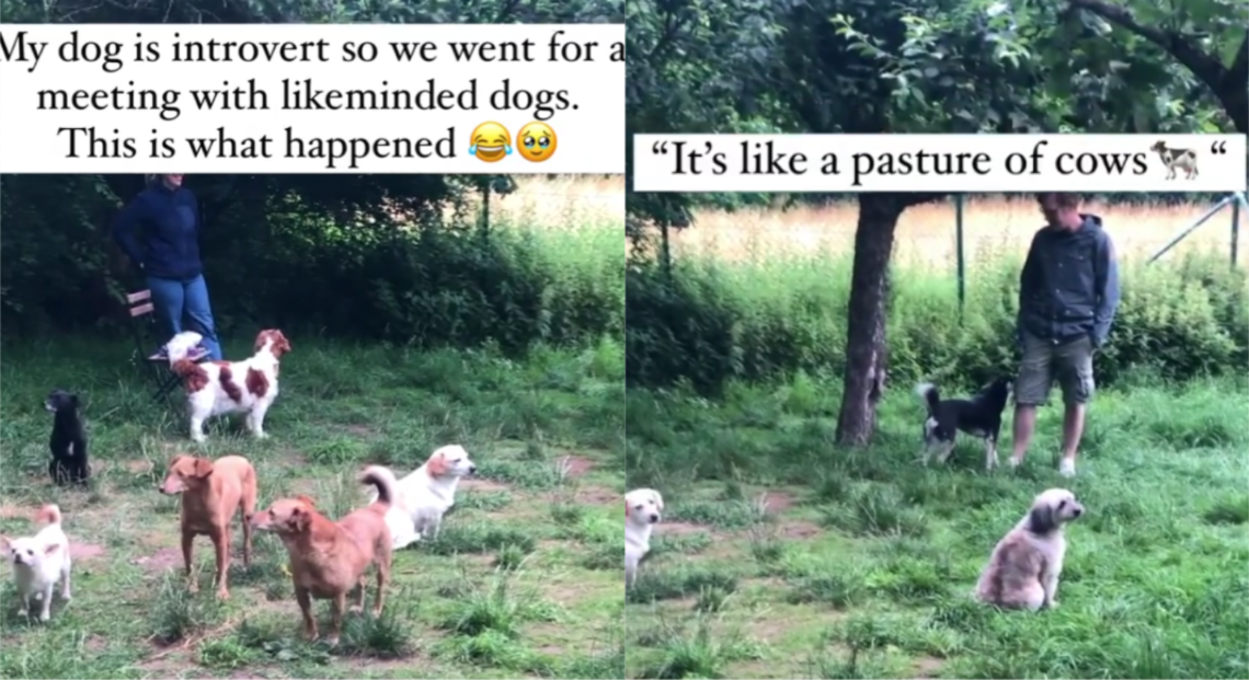 Group of 'introvert' dogs get their own party, and the footage is hilarious