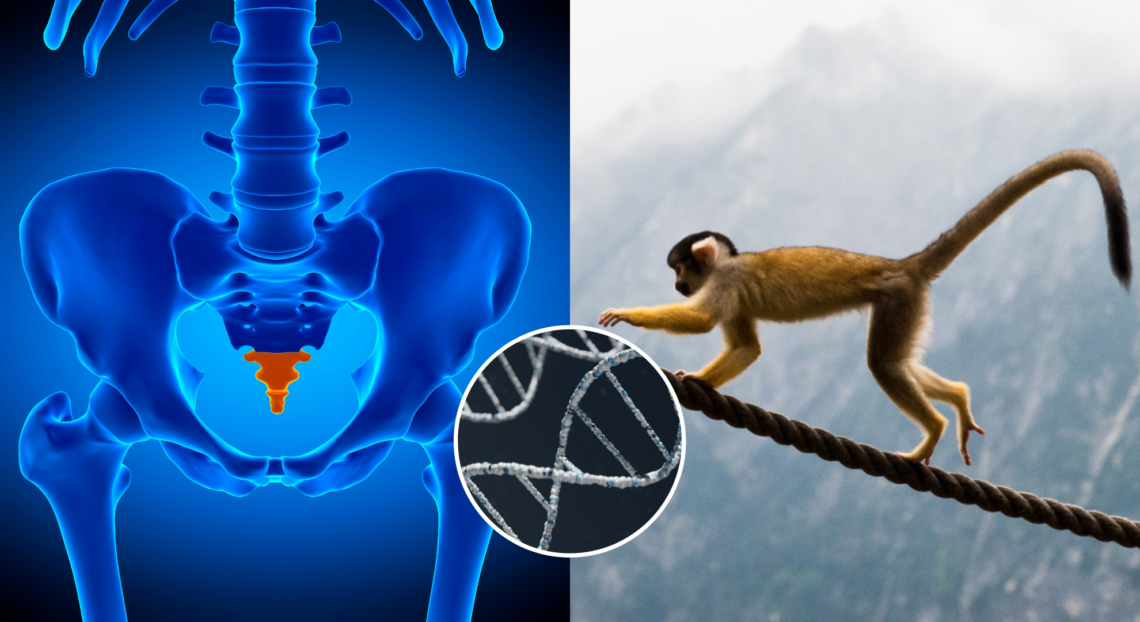 We finally understand why humans don’t have tails