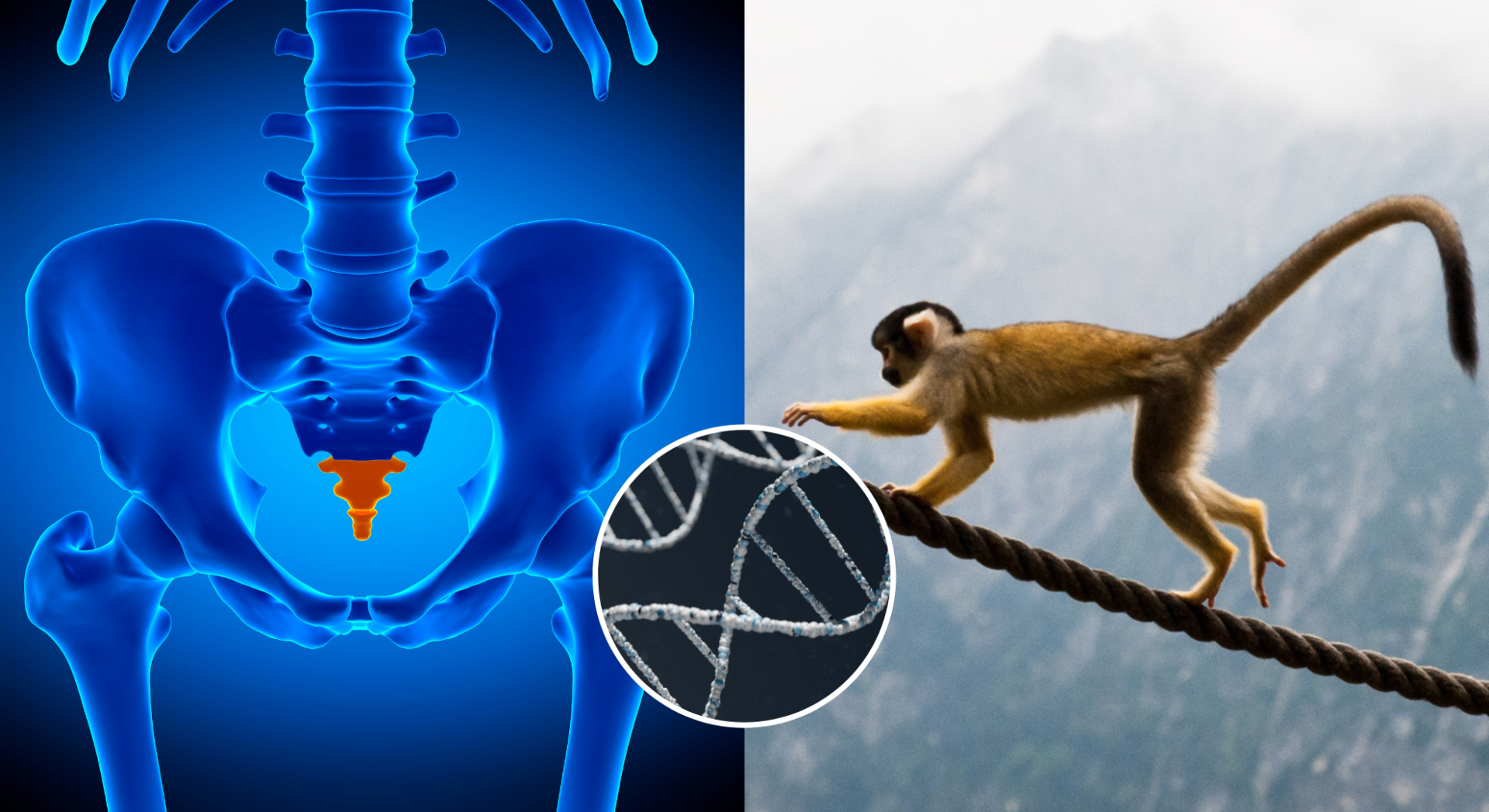 We finally understand why humans don’t have tails