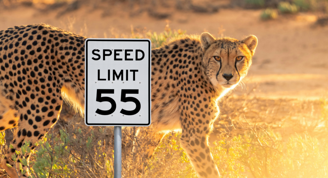 New research finally answers why cheetahs are so fast