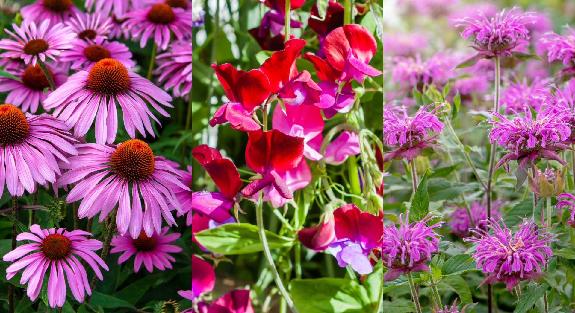Florist reveals the best flowers to plant in spring for a beautiful ...
