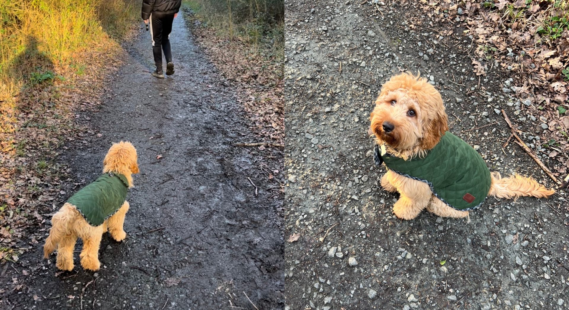 I overcame the fear of taking my dog off the leash in three key stages ...