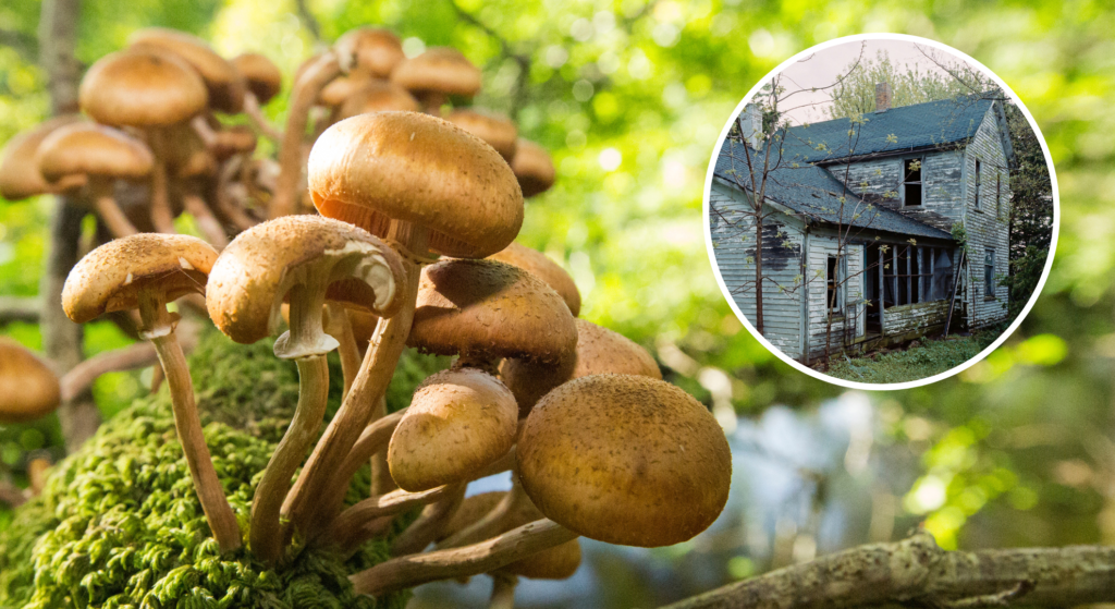 Mushrooms become the building blocks to new homes in bizarre ...