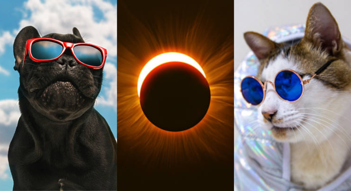 Vet breaks down how pets react to a total lunar eclipse with practical ...