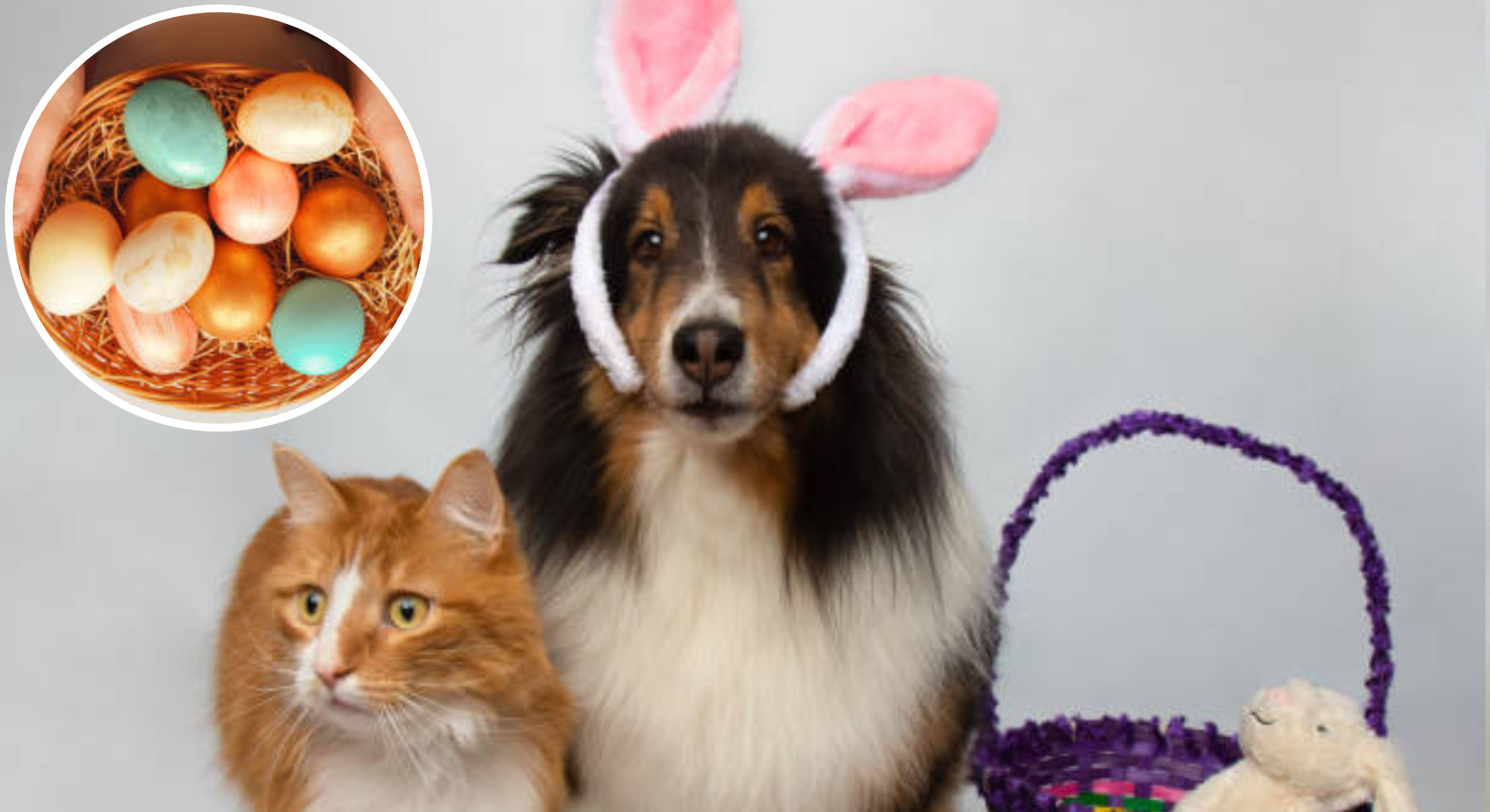 Vet explains how to celebrate a pet-friendly Easter with chocolate ...